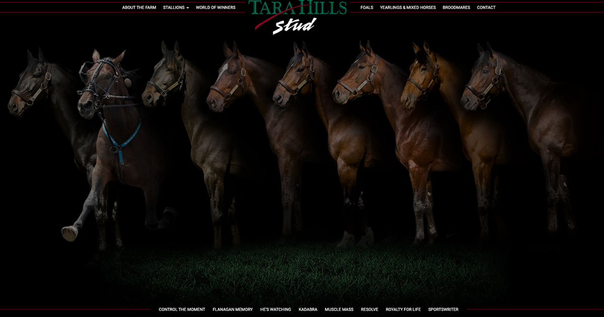 Stallions - Tara Hills Stud