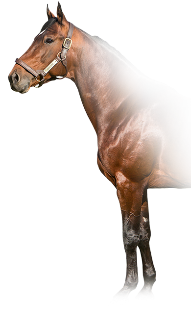 Home - Tara Hills Stud