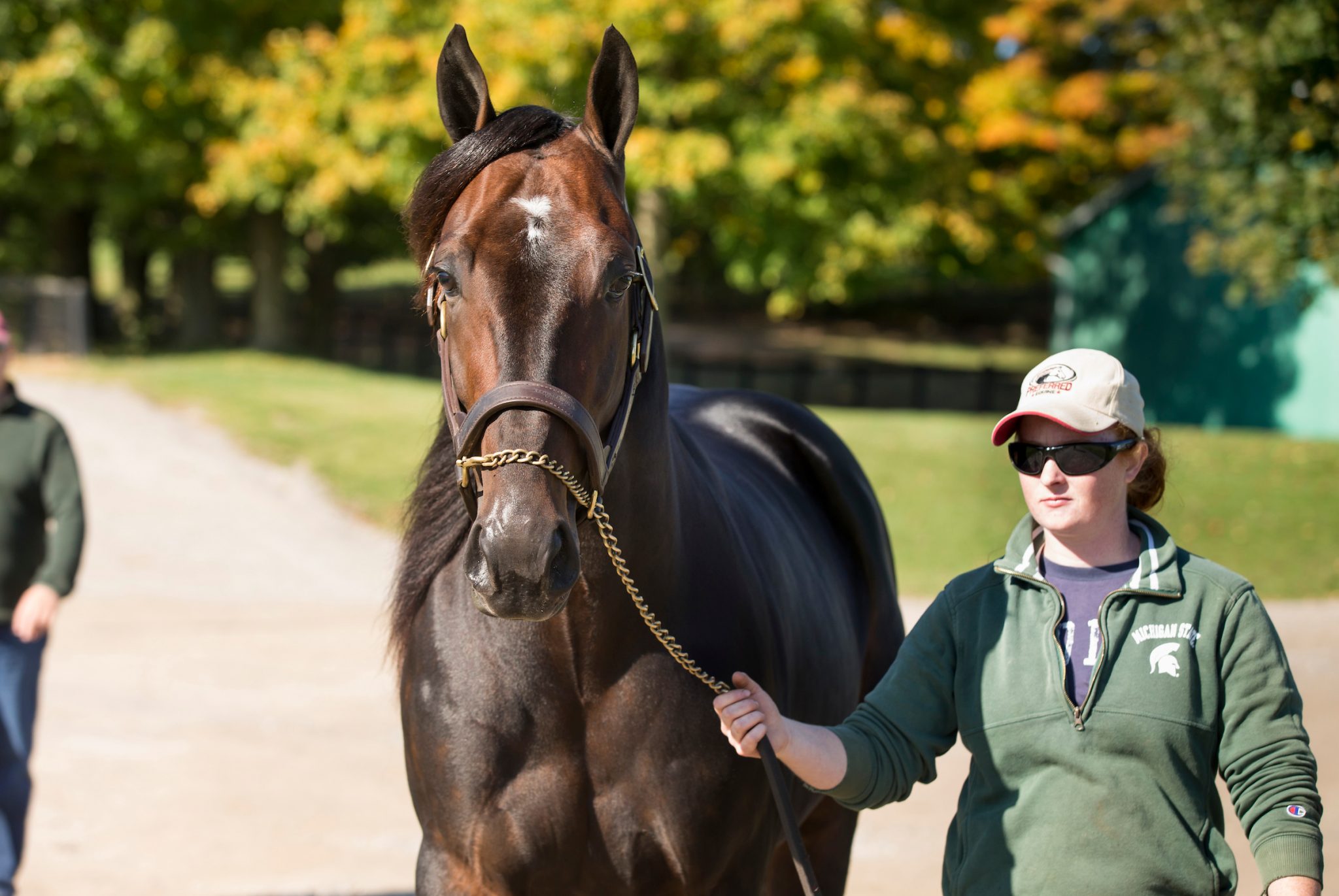 TARA HILLS SIRES DOMINATE OSS … AGAIN - Tara Hills Stud
