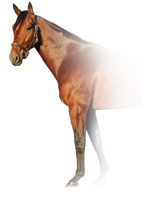 Home - Tara Hills Stud