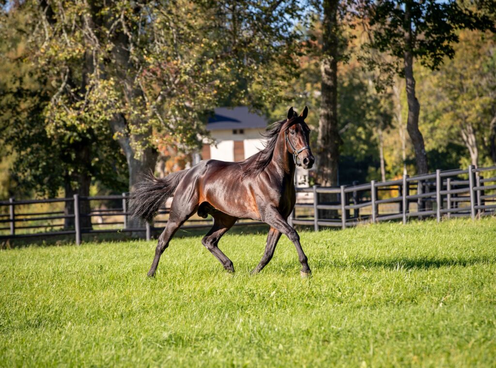 Kilmister - Tara Hills Stud